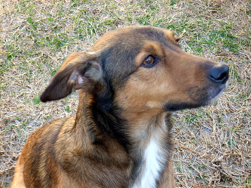 Shepherd/Sheltie mixed breed : Discover Clarksville TN